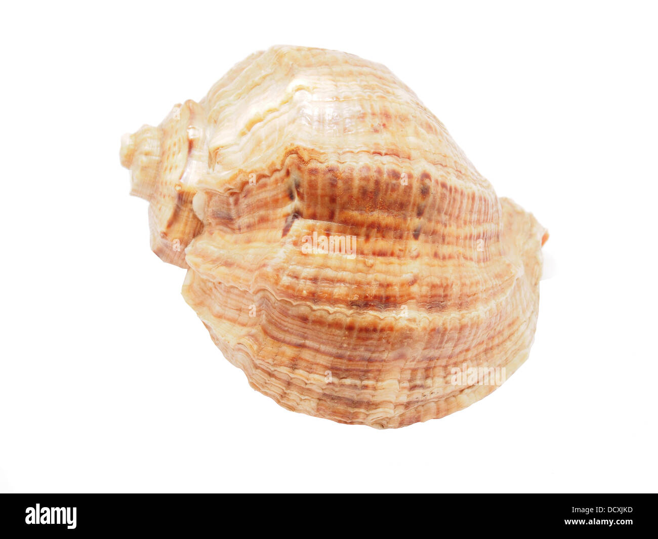 sea shell on white background Stock Photo - Alamy