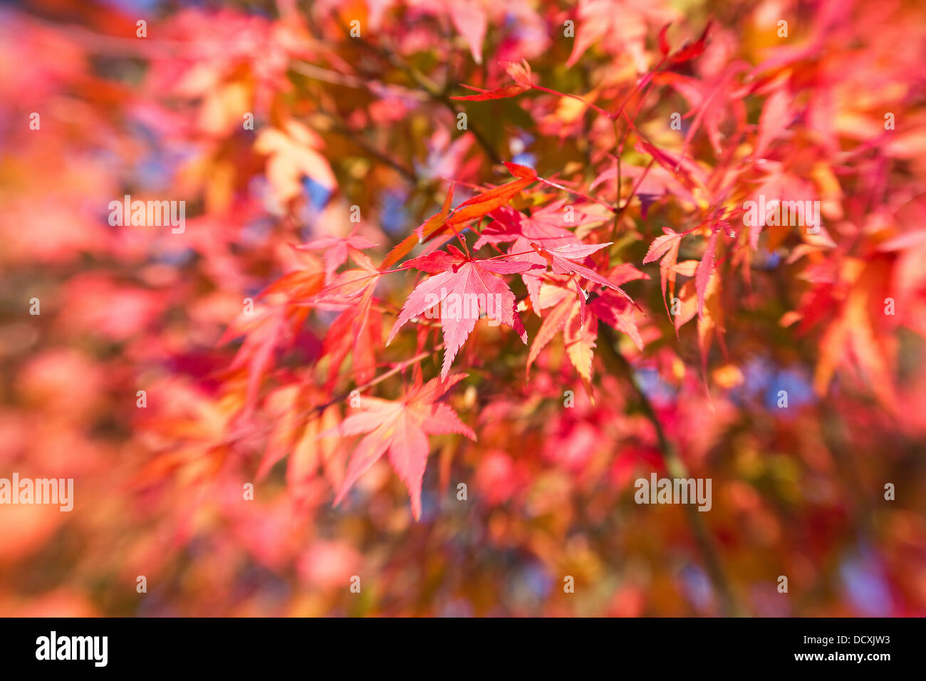 beautiful maple leaves Stock Photo - Alamy