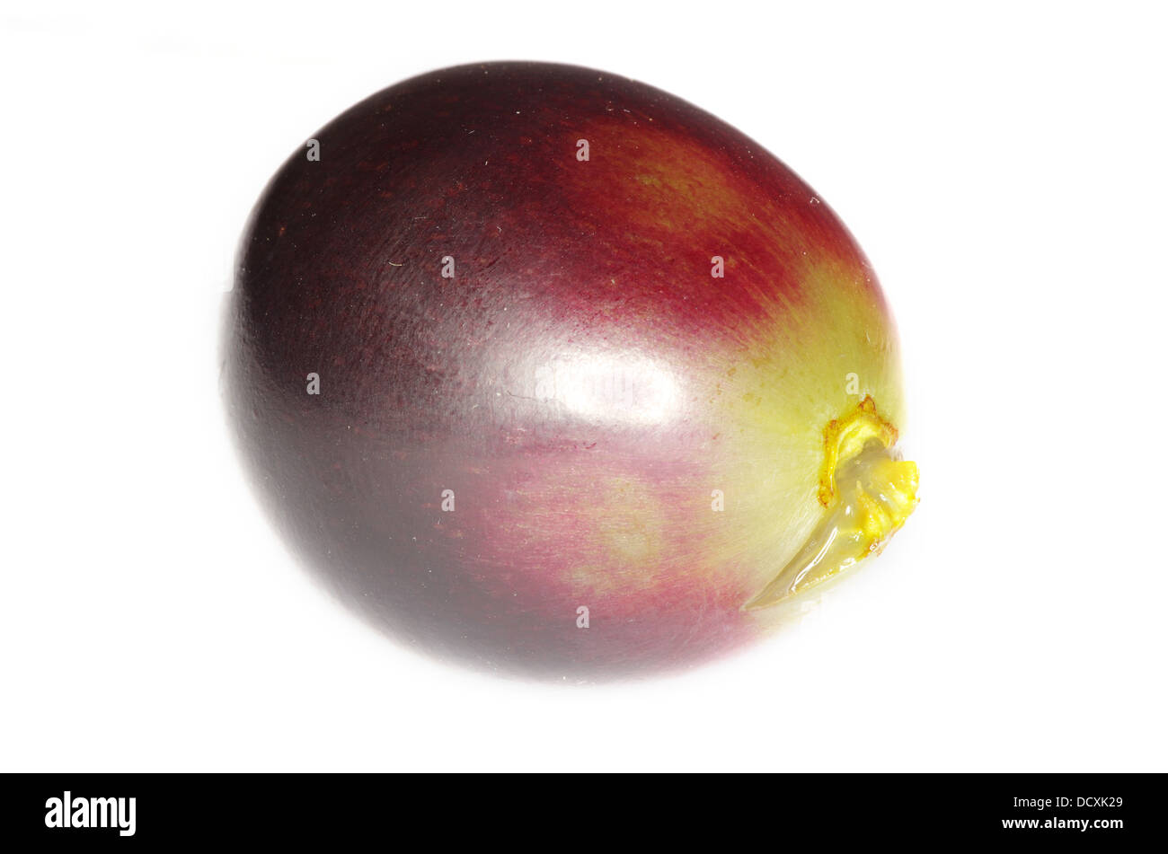 Light grape Cut Out Stock Images & Pictures - Alamy