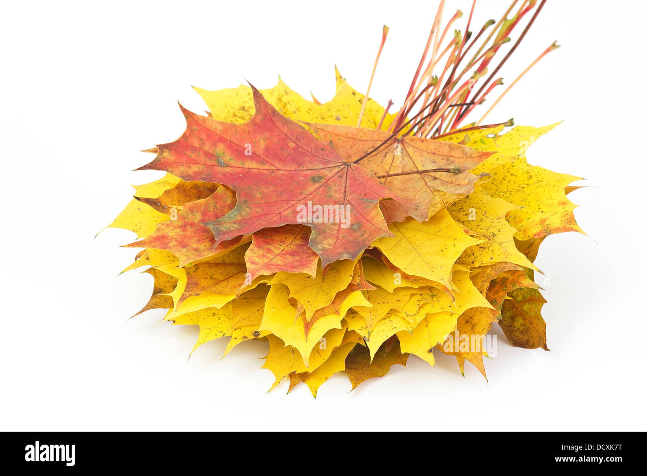 stacked maple leaves isolated on white background Stock Photo - Alamy