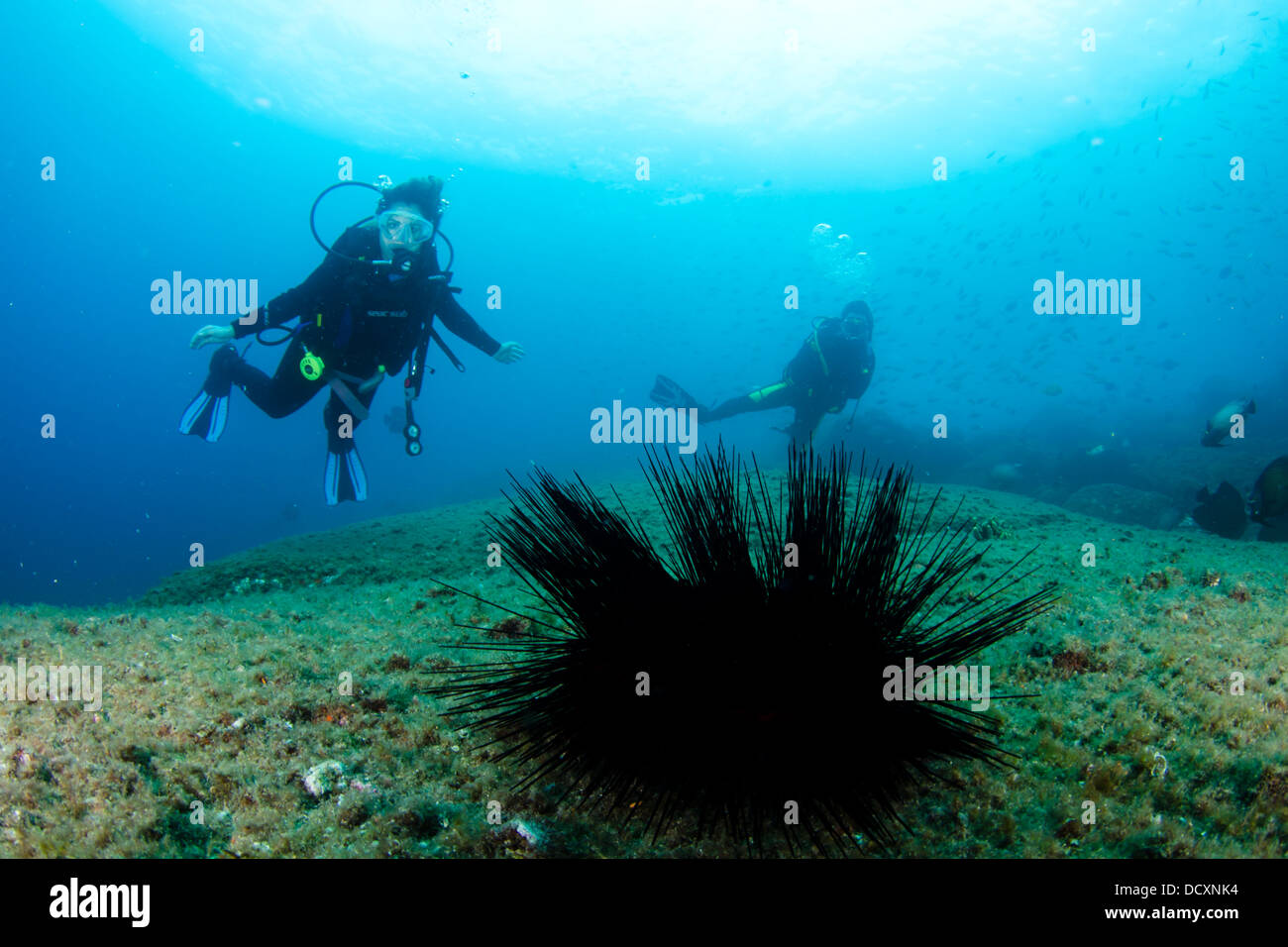 Scuba diver close to a big sea urchin genus Diadema, at Laje de Santos ...