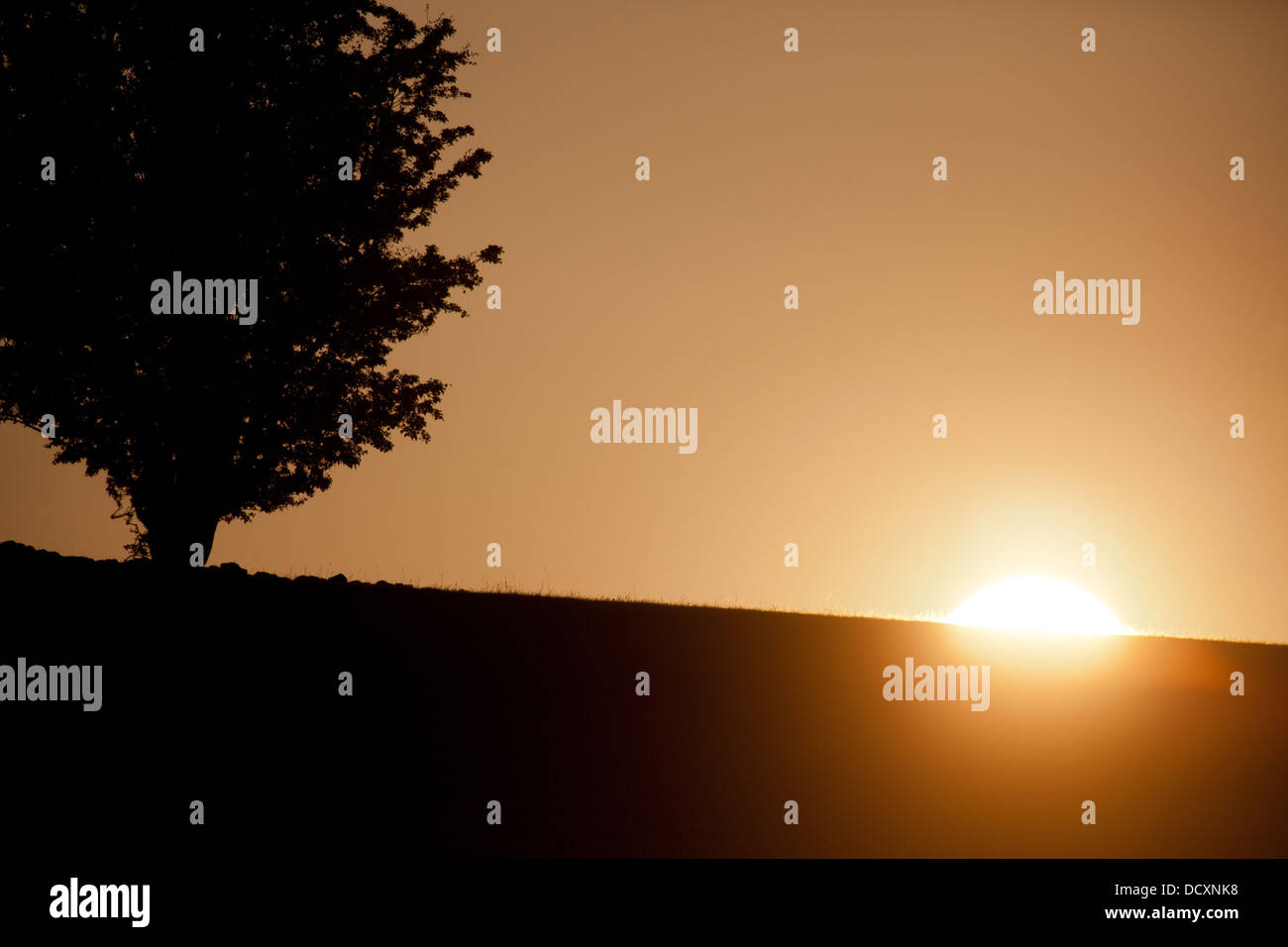 tree sun sunset horizon silhouette nature Stock Photo - Alamy