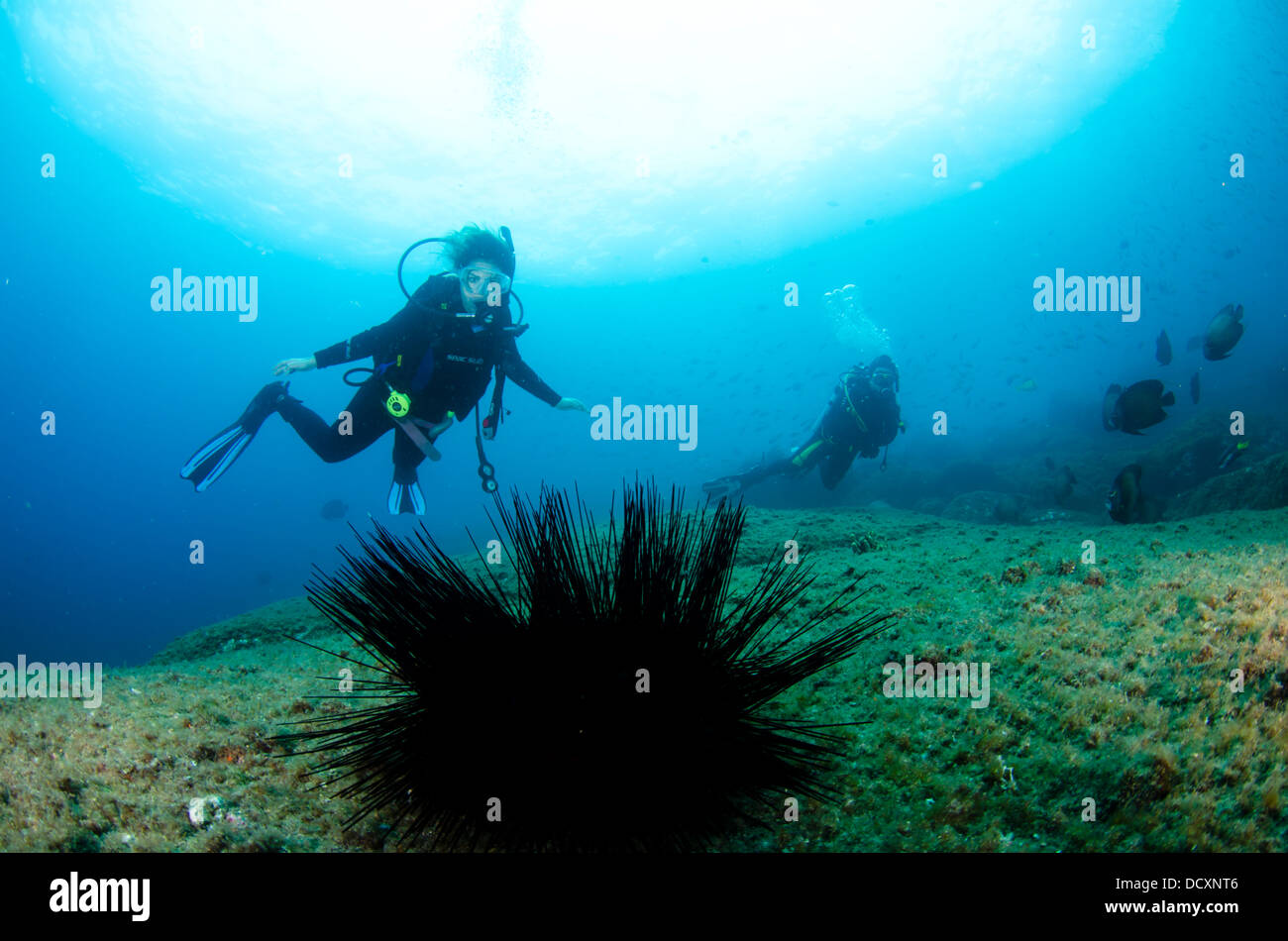 Scuba diver close to a big sea urchin genus Diadema, at Laje de Santos ...