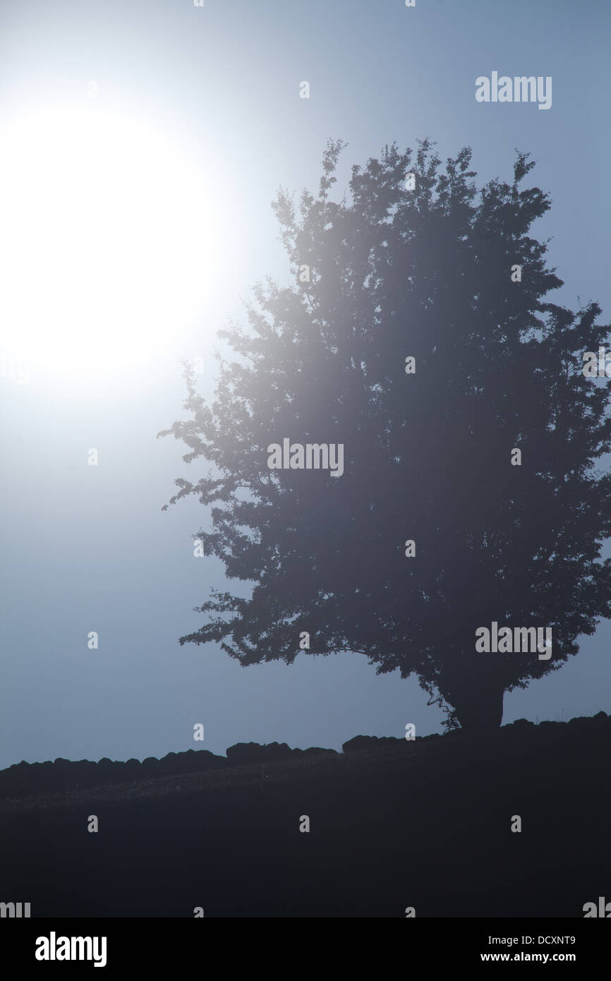 tree sun sunset horizon silhouette nature Stock Photo - Alamy