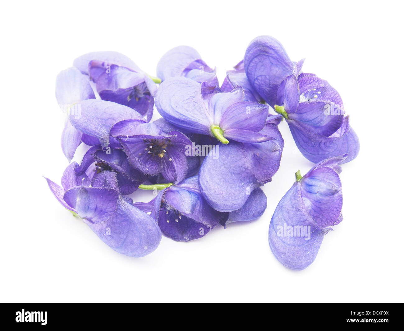 Aconitum napellus on a white background Stock Photo - Alamy