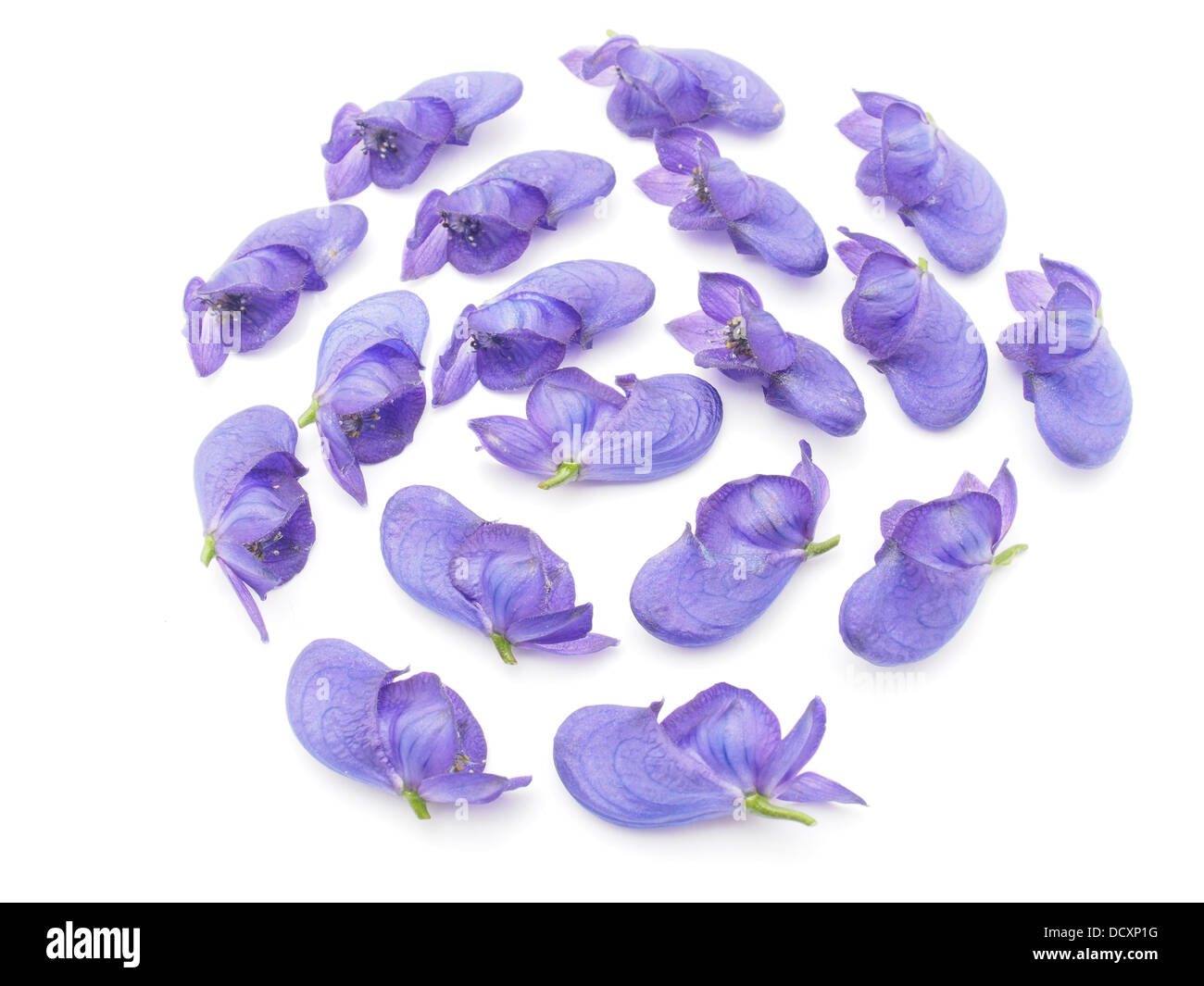 Aconitum napellus on a white background Stock Photo - Alamy