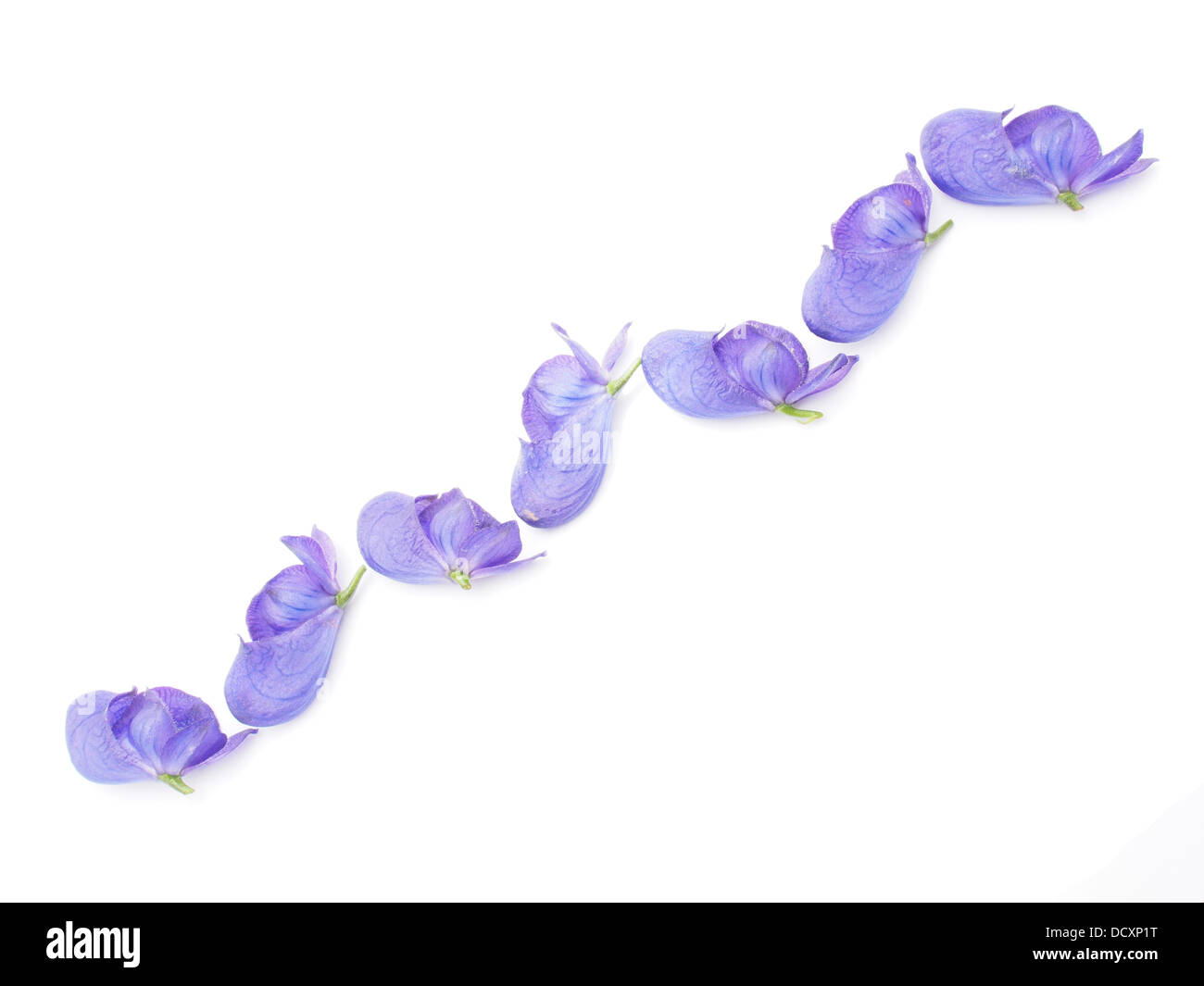 Aconitum napellus on a white background Stock Photo - Alamy