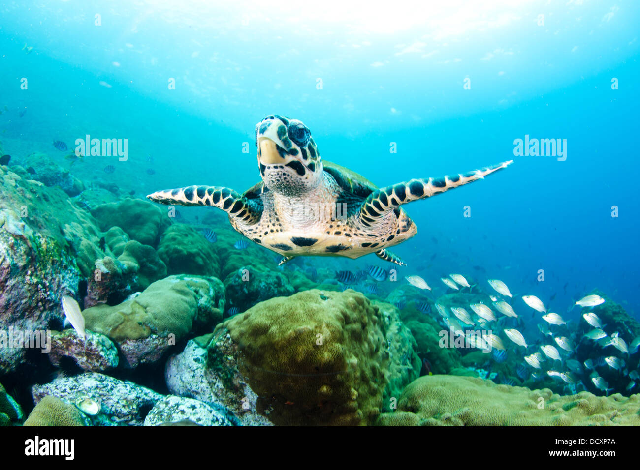 Hawk's bill Sea turtle underwater at Laje de Santos marine protected ...