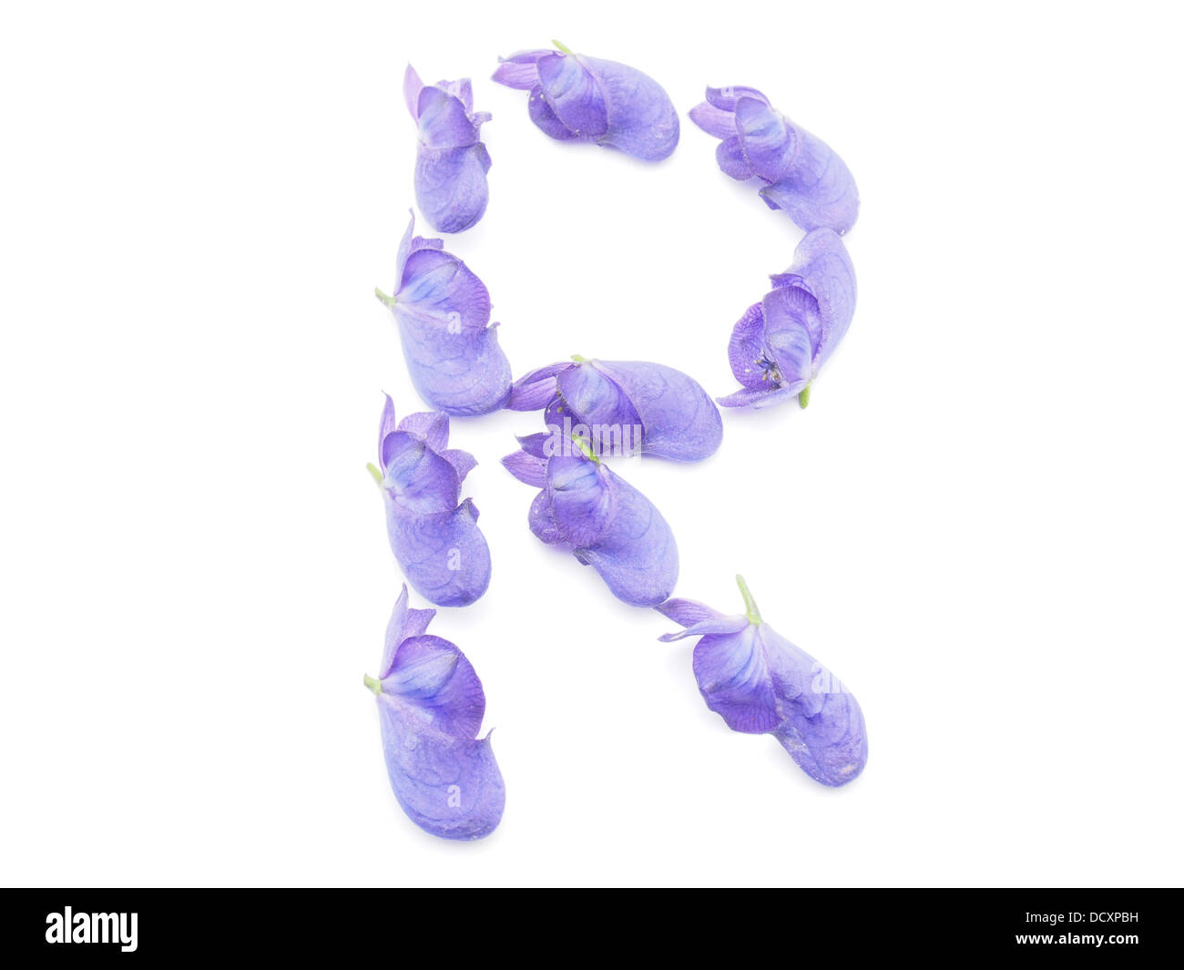 Letters of aconite flowers on a white background on a white background ...