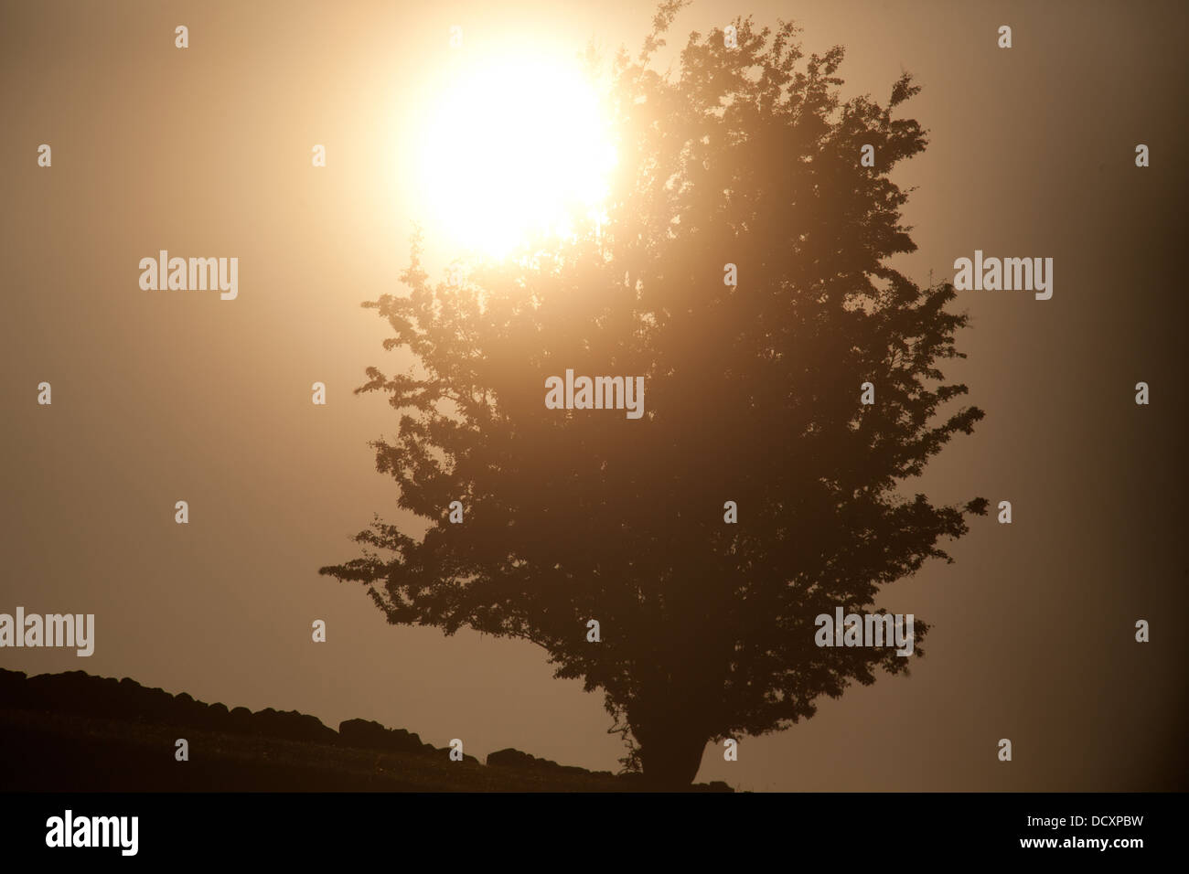 Tree silhouette portrait hi-res stock photography and images - Alamy