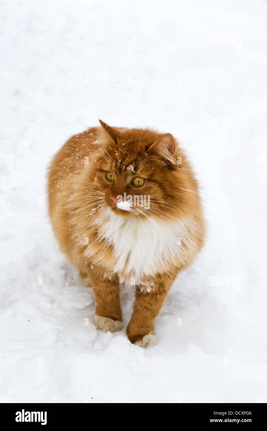 Orange cat snow hi-res stock photography and images - Alamy