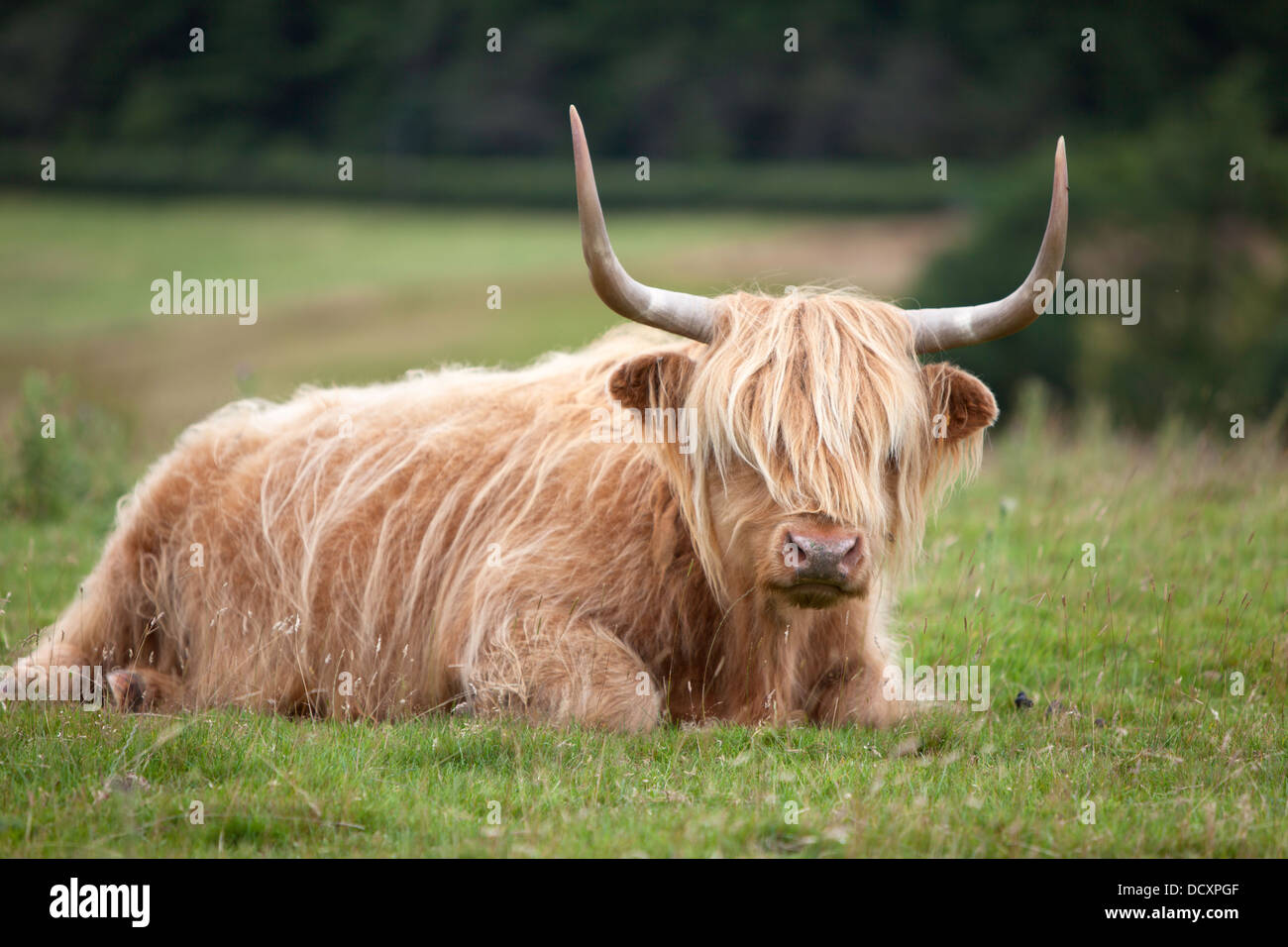 Red Highland cattle on the Kerry Ridgeway near Bishops Castle ...