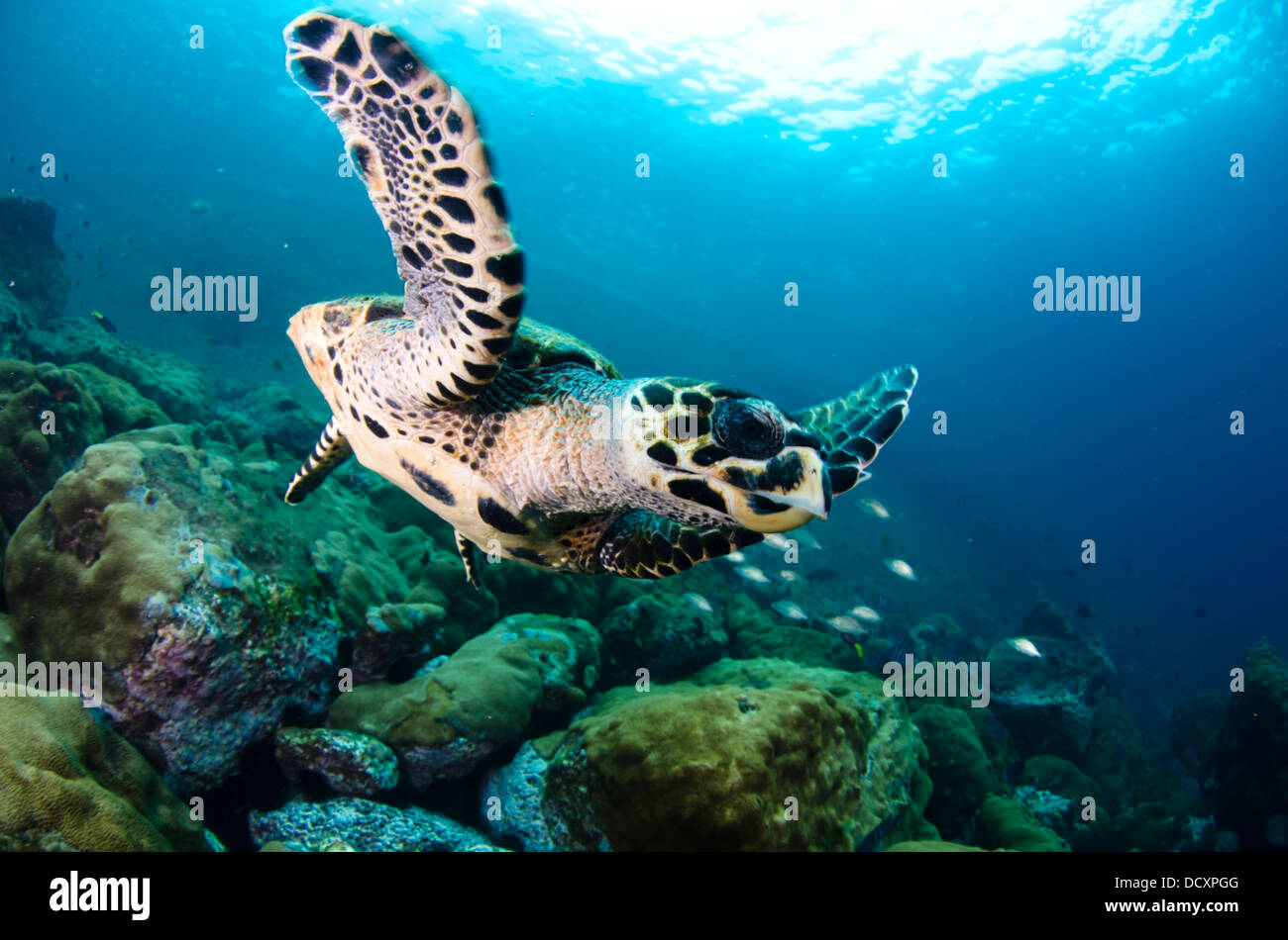 Hawk's bill Sea turtle underwater at Laje de Santos marine protected ...