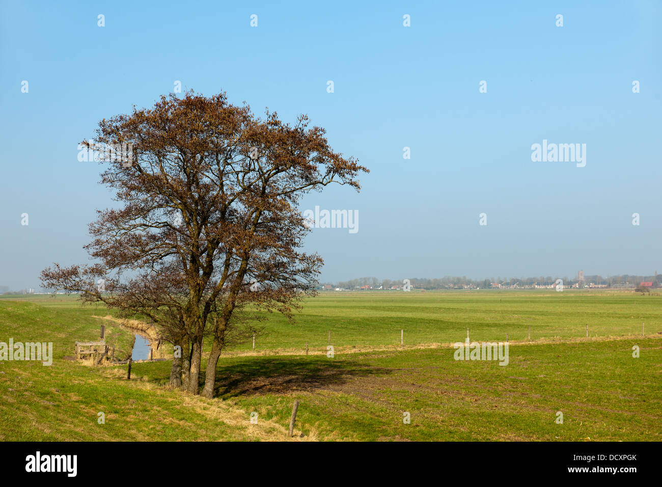 Dutch landscape with tree in spring Stock Photo - Alamy