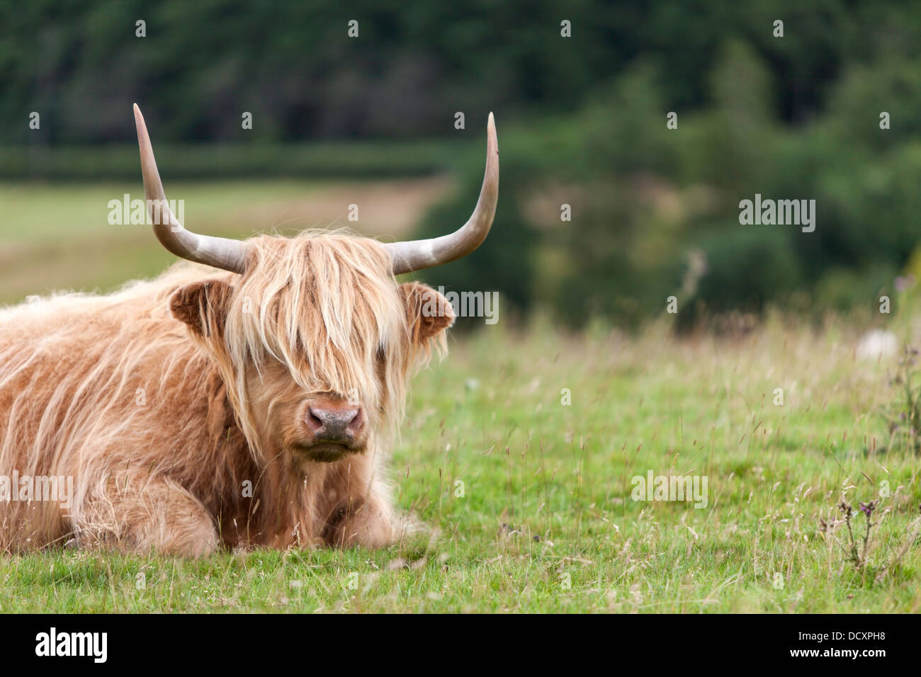 Red Highland cattle on the Kerry Ridgeway near Bishops Castle ...