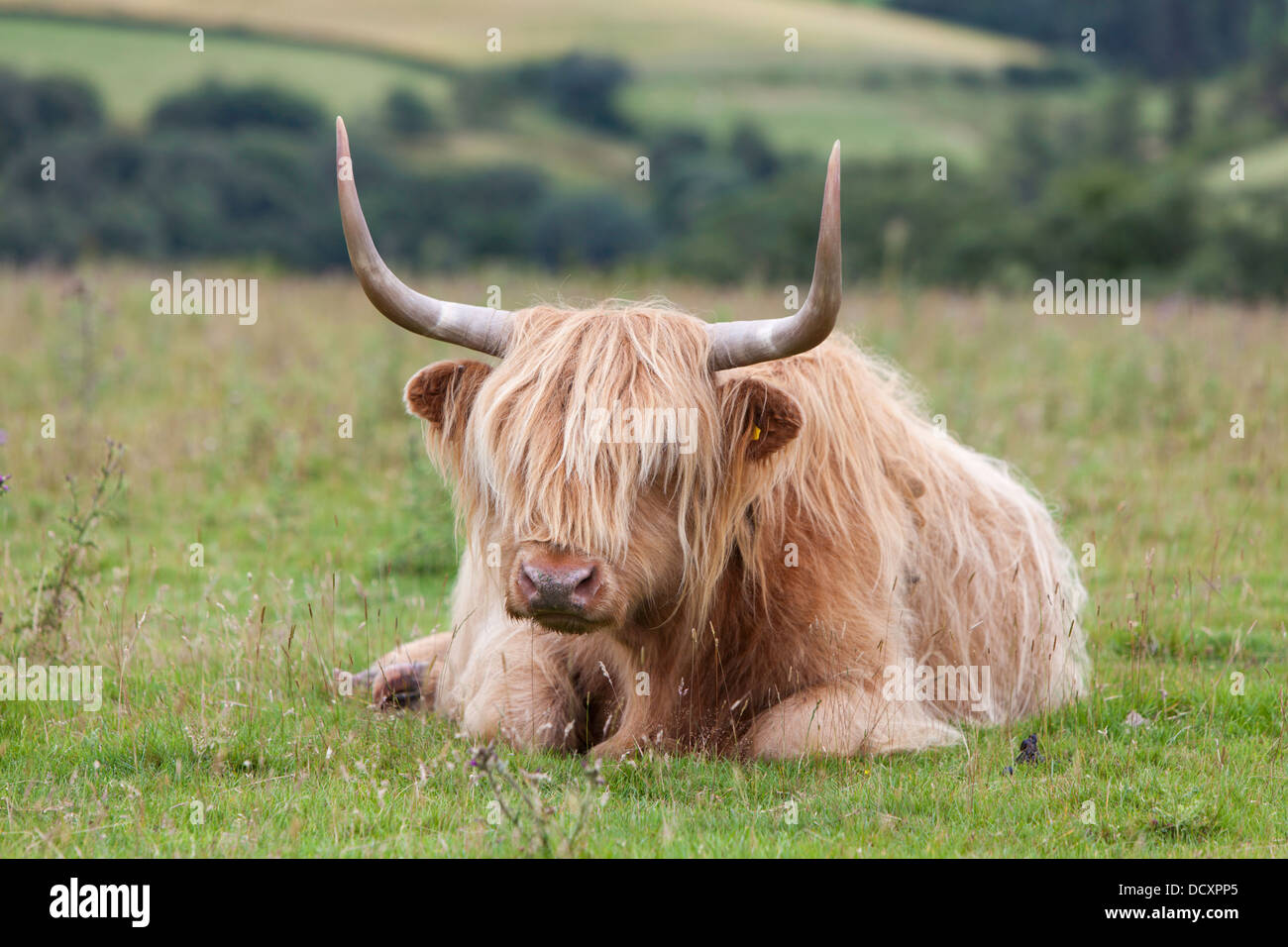 Red Highland cattle on the Kerry Ridgeway near Bishops Castle ...