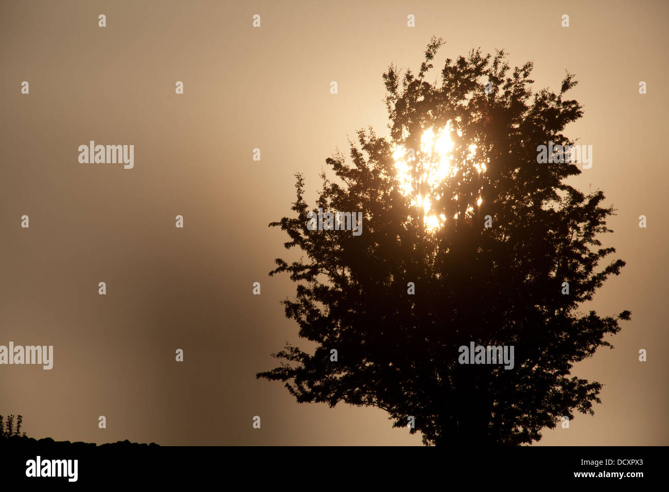 tree sun sunset horizon silhouette nature Stock Photo - Alamy