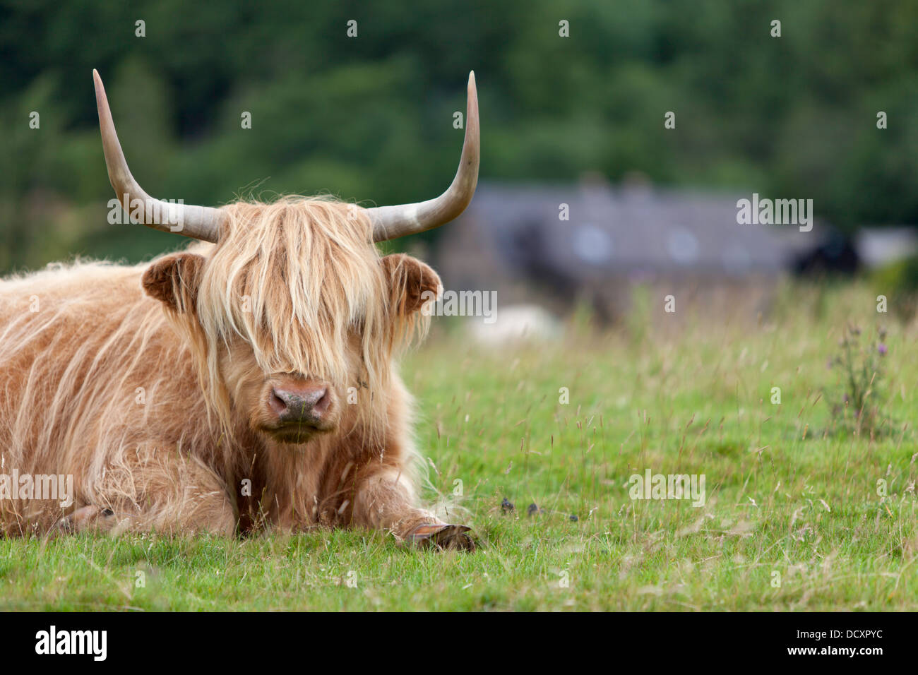 Red Highland cattle on the Kerry Ridgeway near Bishops Castle ...