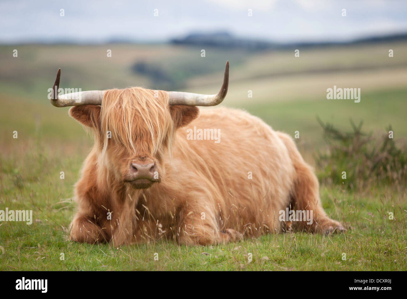 Red Highland cattle on the Kerry Ridgeway near Bishops Castle ...