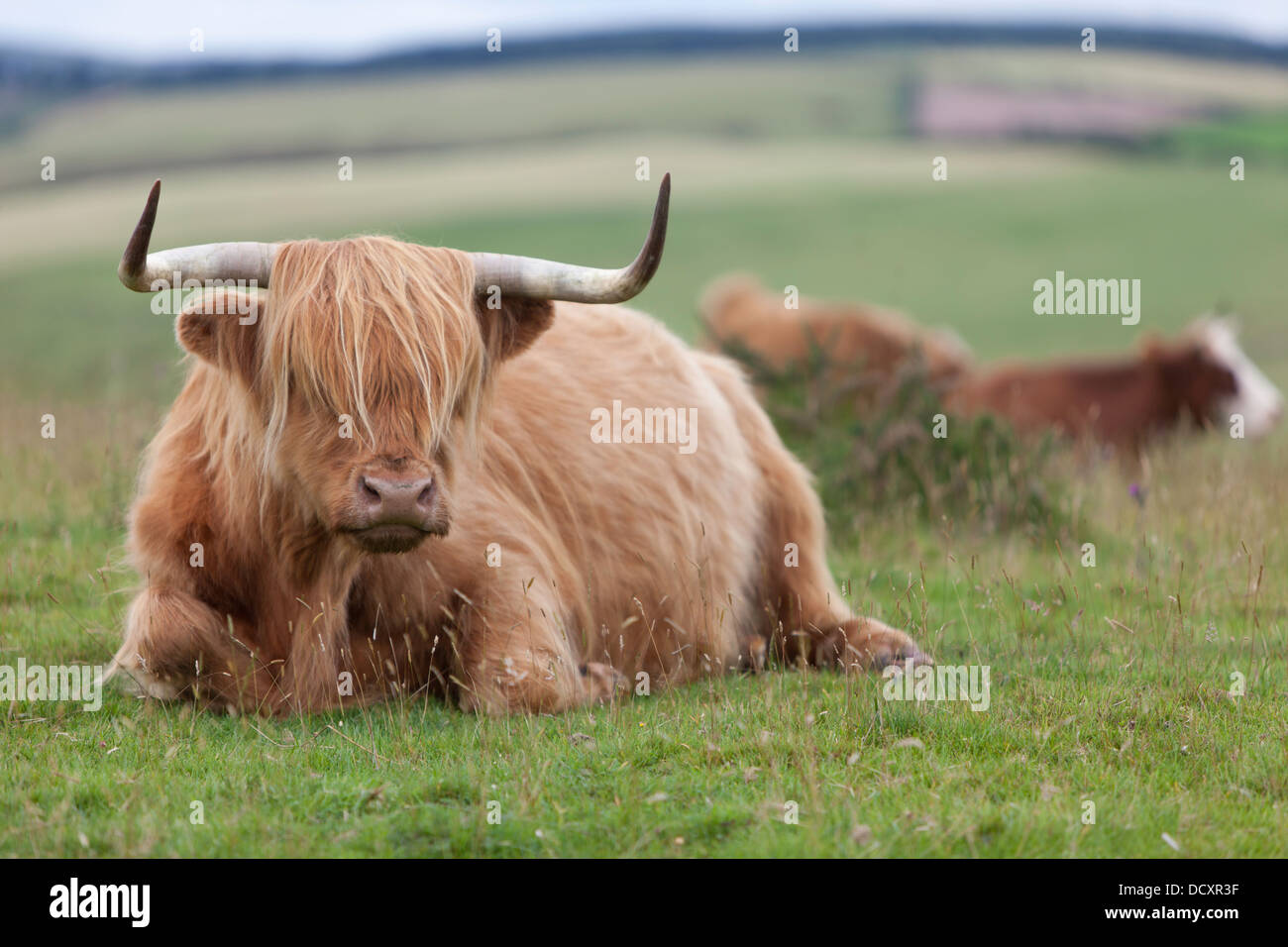 Red Highland cattle on the Kerry Ridgeway near Bishops Castle ...