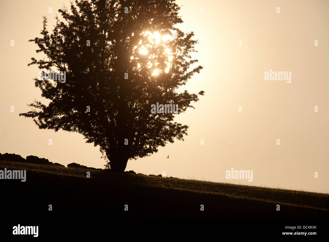 tree sun sunset horizon silhouette nature Stock Photo - Alamy