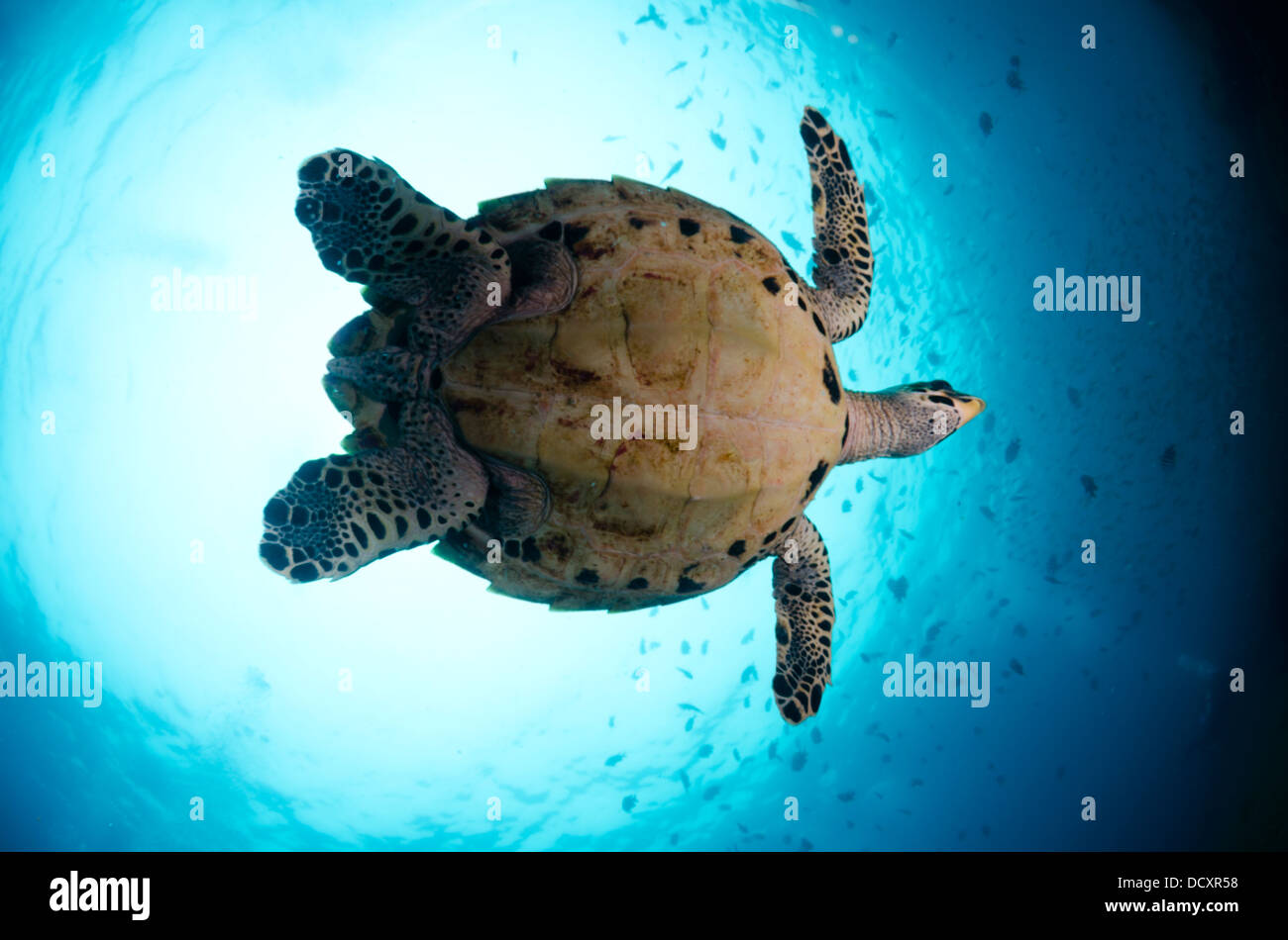 Hawk's bill Sea turtle underwater at Laje de Santos marine protected ...
