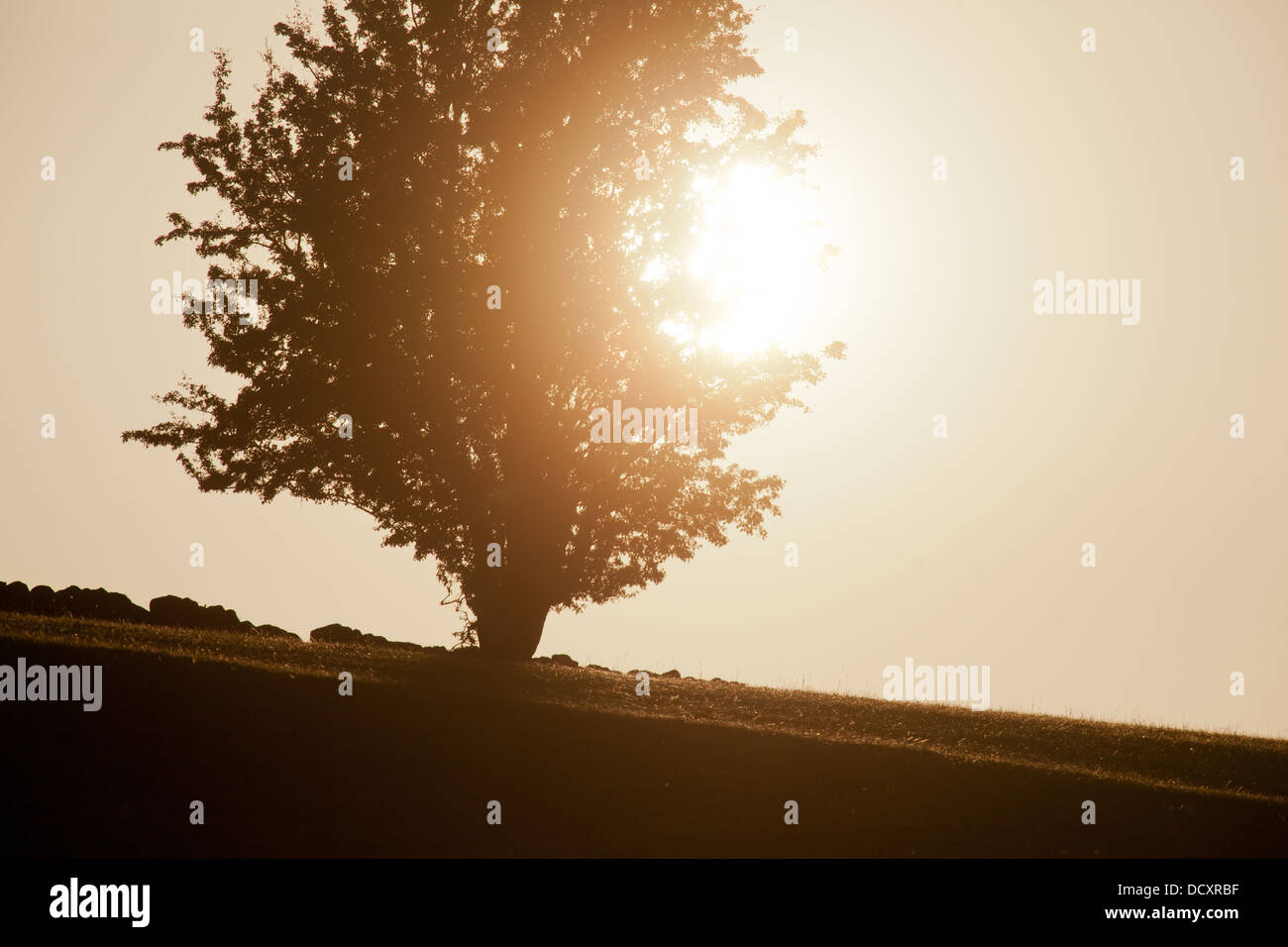 tree sun sunset horizon silhouette nature Stock Photo - Alamy