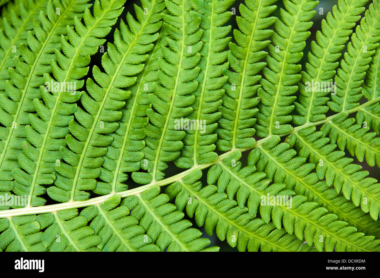 Fern leaf curl hi-res stock photography and images - Alamy
