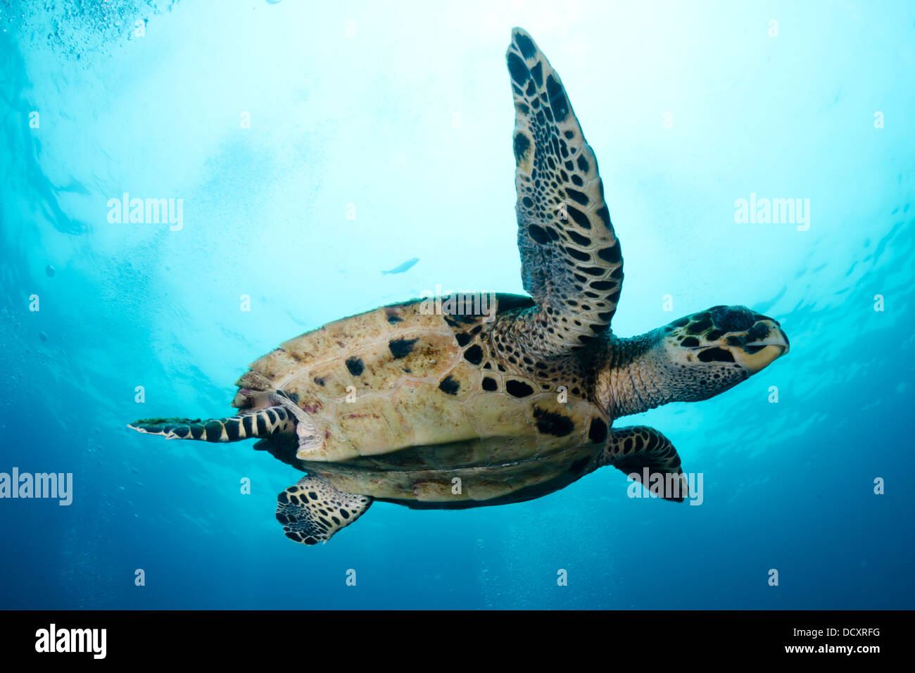 Hawks bill sea turtle hi-res stock photography and images - Alamy