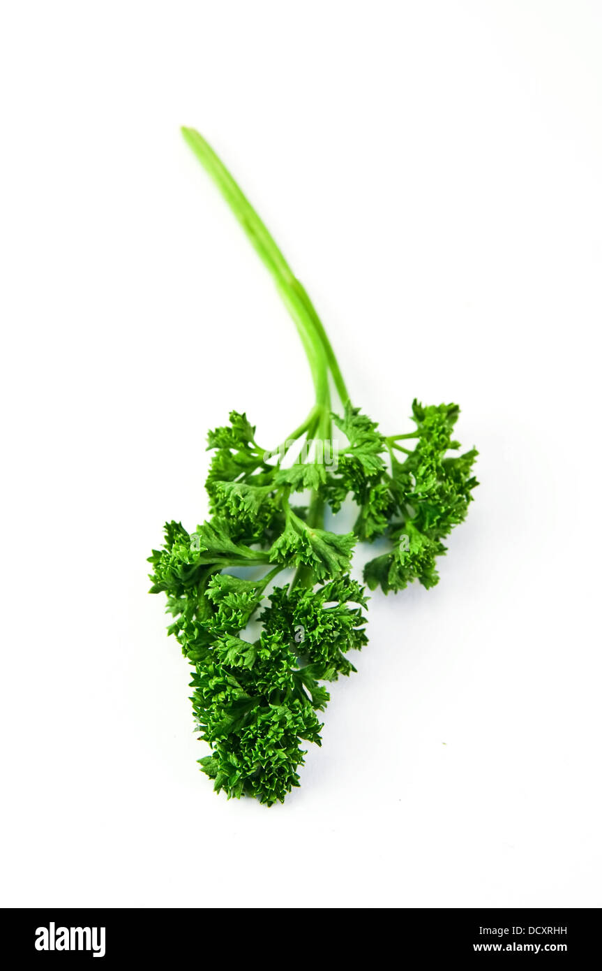 Parsley image Cut Out Stock Images & Pictures - Alamy
