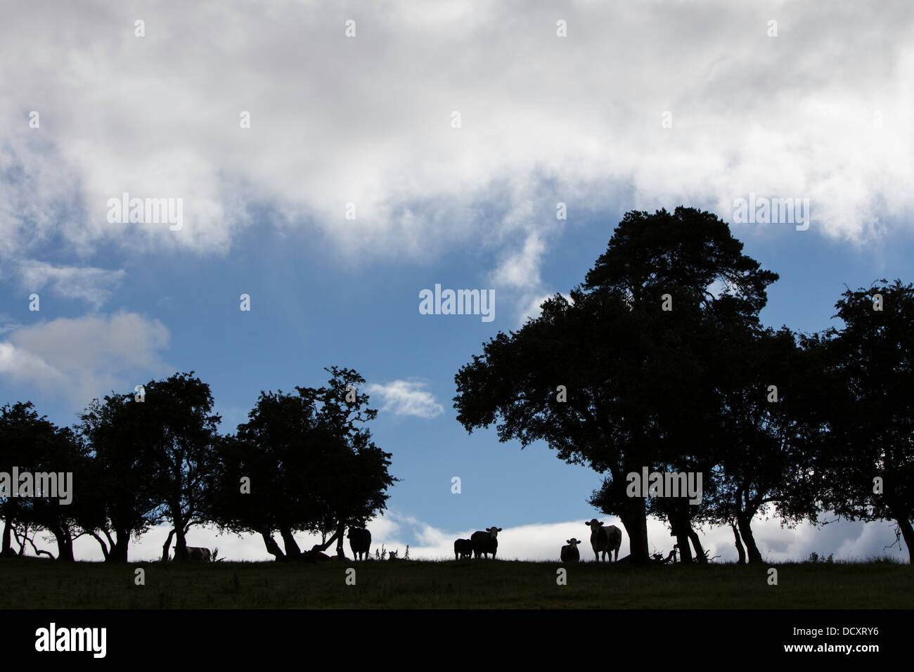 Landscape shropshire cattle hi-res stock photography and images - Alamy