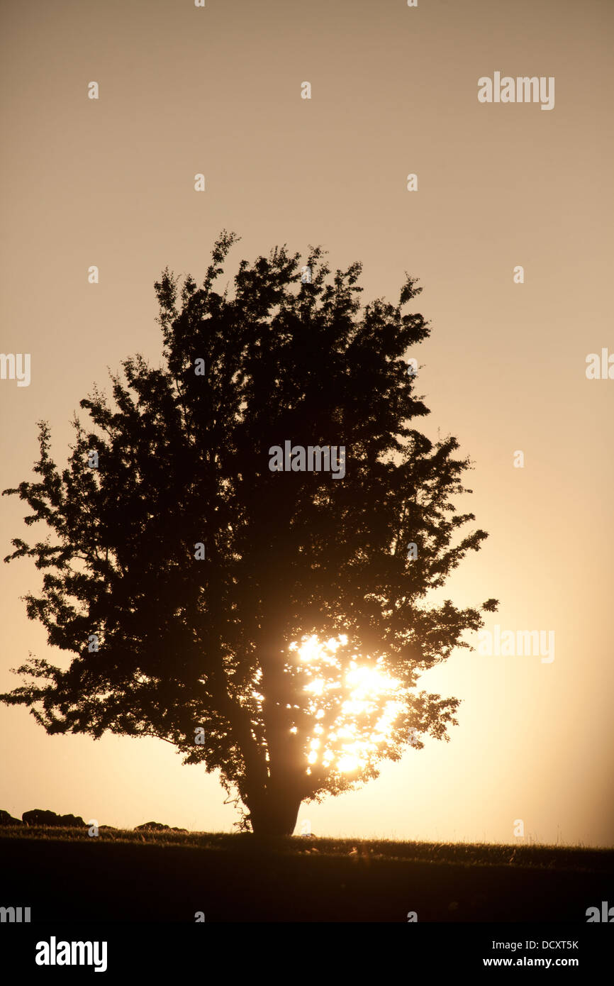 tree sun sunset horizon silhouette nature Stock Photo - Alamy