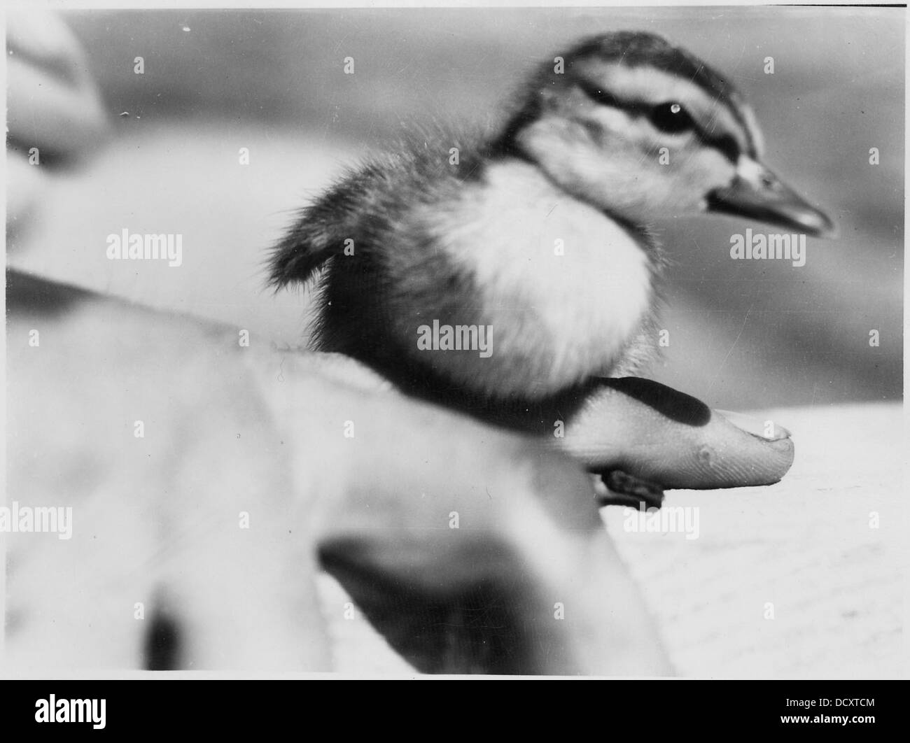 Duck egg hatching Black and White Stock Photos & Images - Alamy