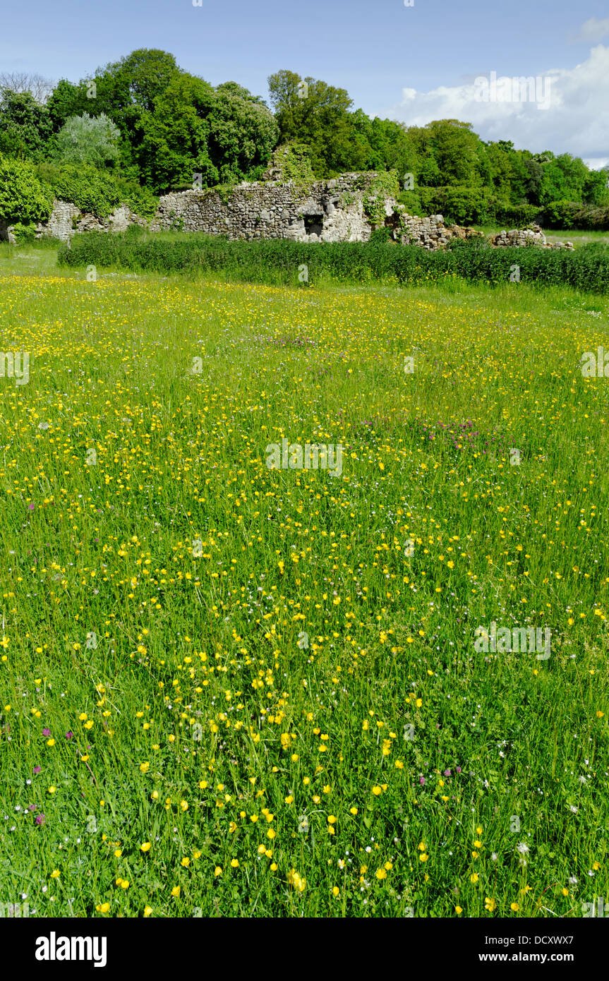 Quarr Abbey Ruins, Dissolution of the Monasteries, Wooten Bridge, Ryde ...