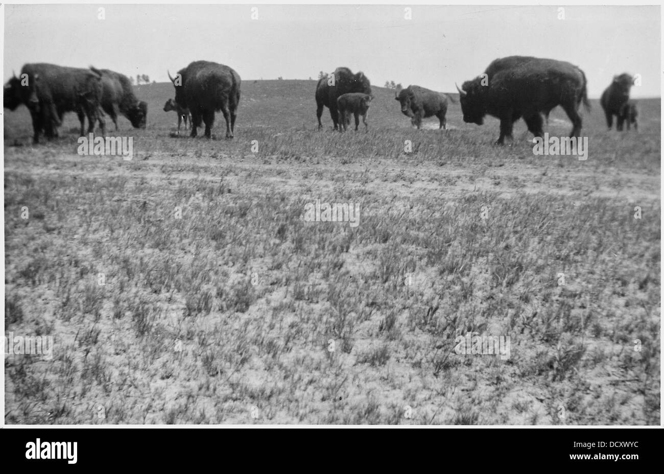 A herd of buffalo, including some with long horns, is shown in their ...