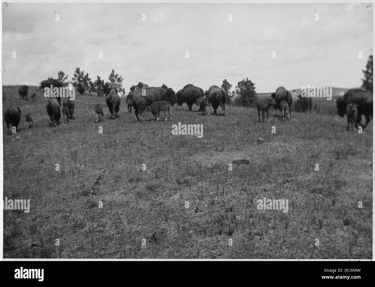A herd of buffalo, including calves, is depicted in this scene. Buffalo ...