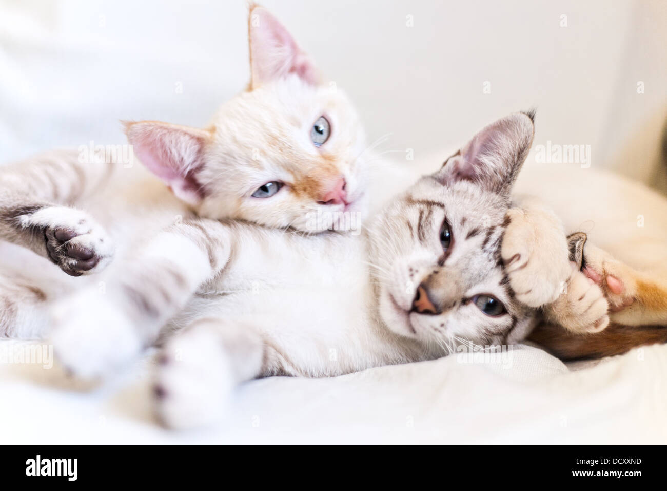 portrait of two kittens cats play fighting Stock Photo - Alamy