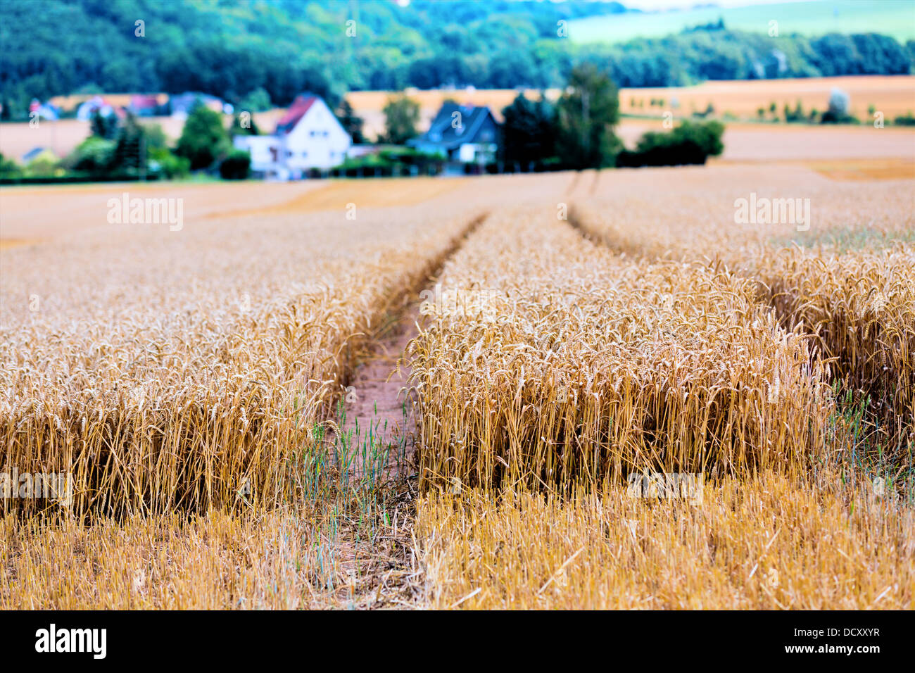 Gold agricultur land Stock Photo - Alamy