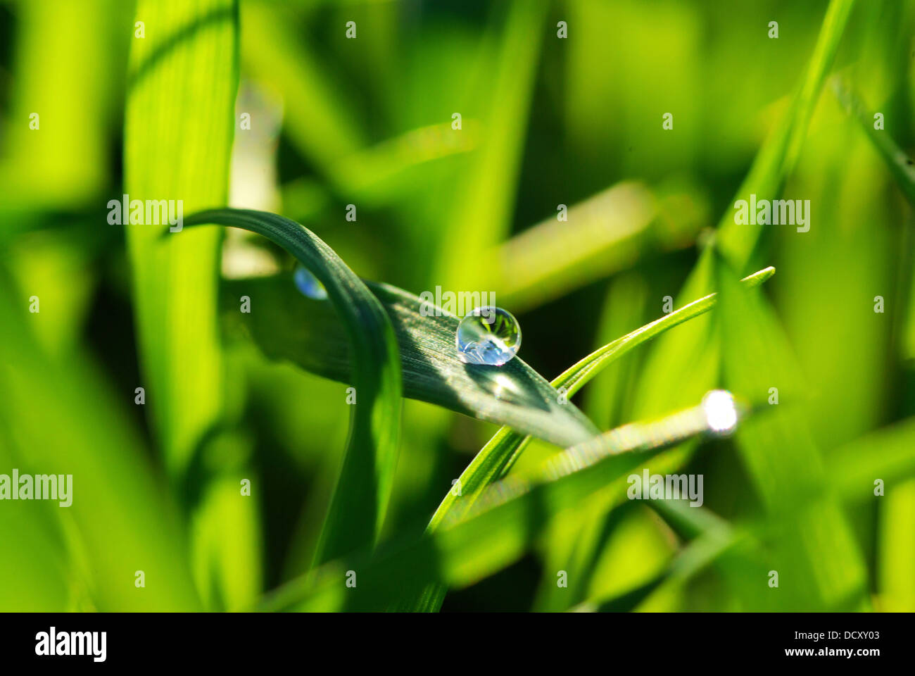 drop on grass Stock Photo - Alamy