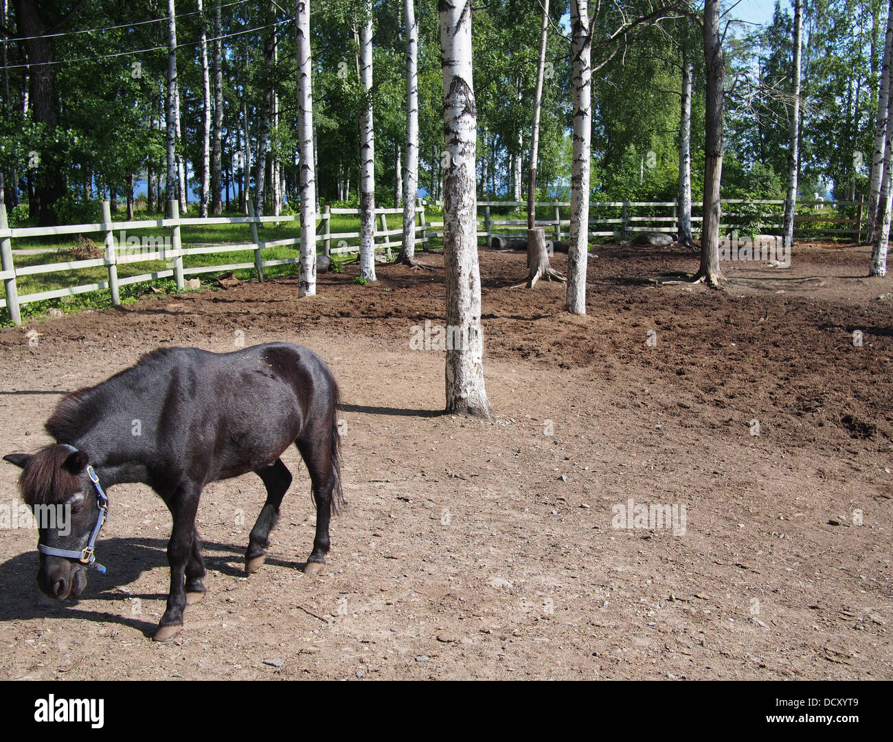 horse in the birch forest Stock Photo - Alamy