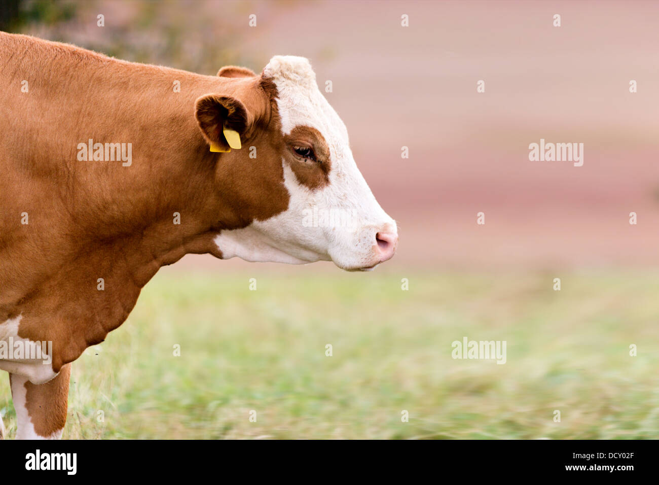 Cow shepherd hi-res stock photography and images - Alamy
