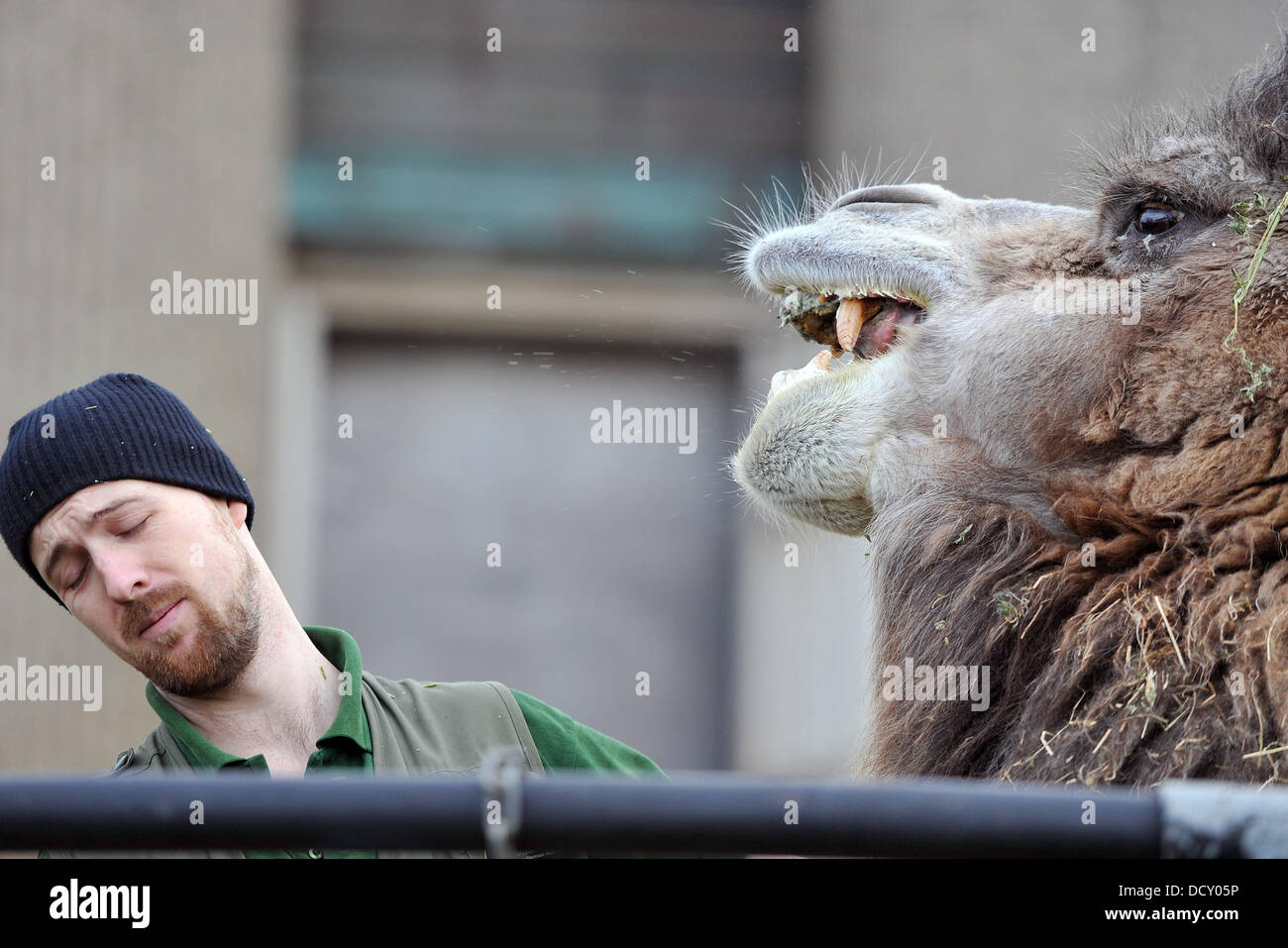 Zooekeeper Tom Lowry with a Camel Annual stocktake of every creature at ...