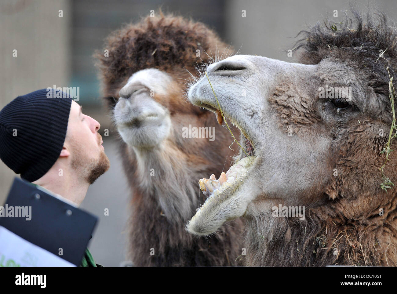 Zooekeeper Tom Lowry with a Camel Annual stocktake of every creature at ...