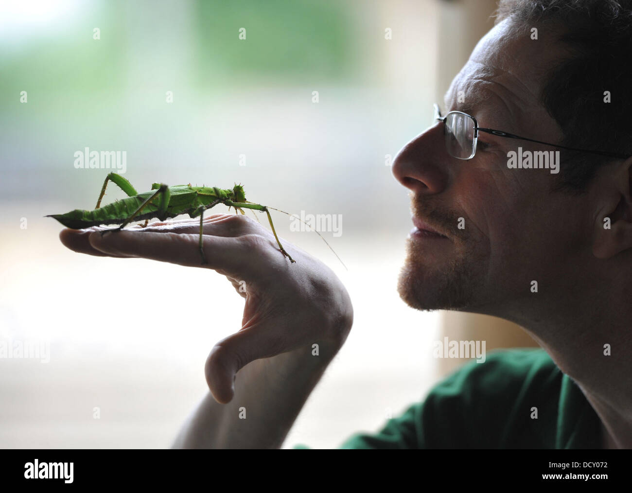 Jungle Nymph stick insect The annual stocktake of every creature at the ...