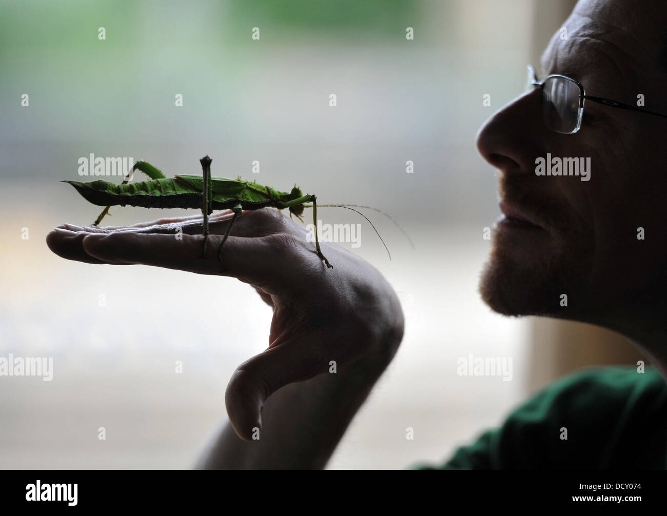 Jungle Nymph stick insect The annual stocktake of every creature at the ...