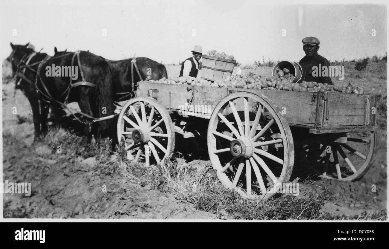 A horse-drawn wagon loaded with potatoes is shown in this photograph ...