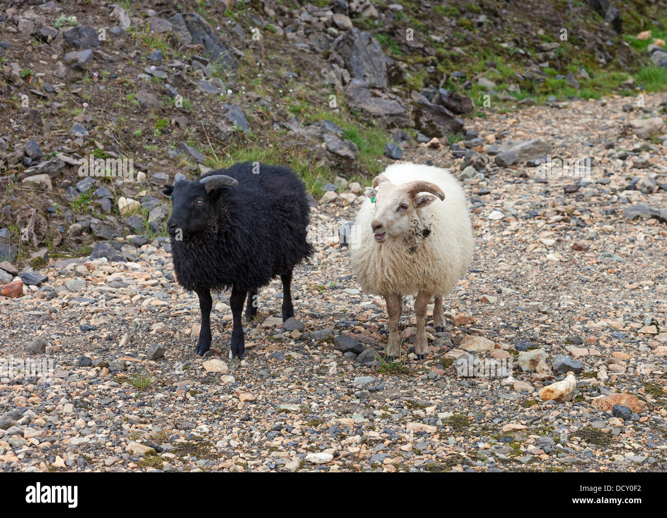 Icelandic Sheep Iceland Stock Photo - Alamy