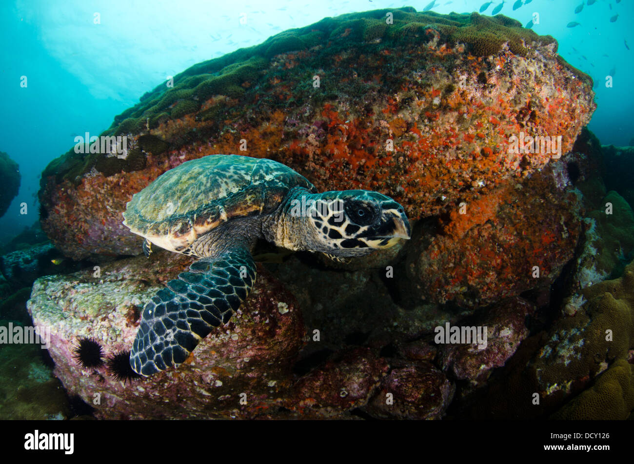 Hawks bill turtle hi-res stock photography and images - Alamy