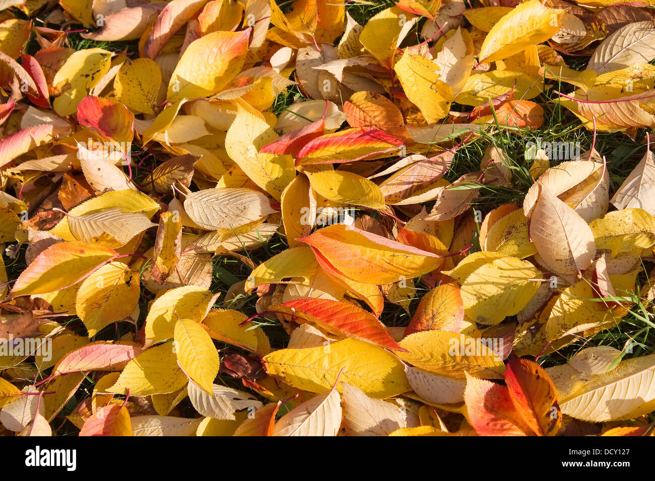 Gold color carpet texture hi-res stock photography and images - Alamy
