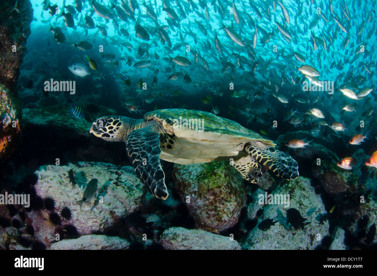 Hawk's bill turtle swimming in the middle of shoal of fish at Laje de ...